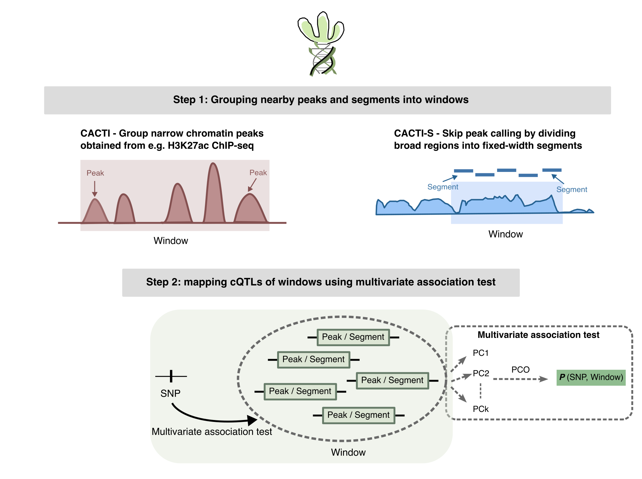 CACTI: Leveraging Correlated Regulatory Elements for Powerful Chromatin QTL Detection • cacti